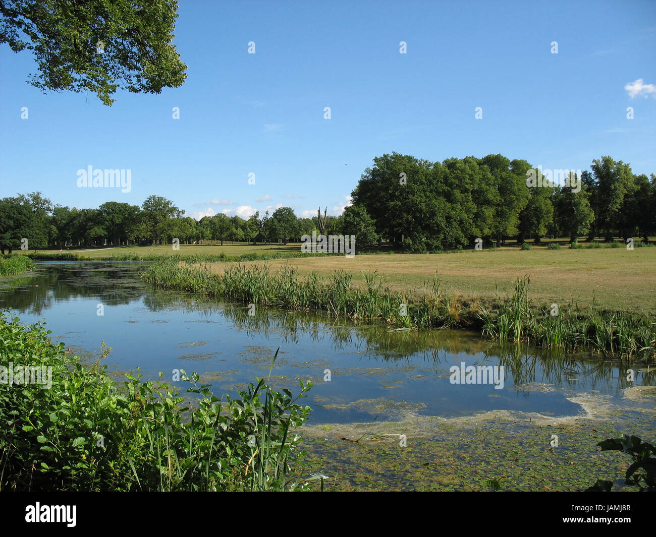 vegetable water lily Stock Photo - Alamy