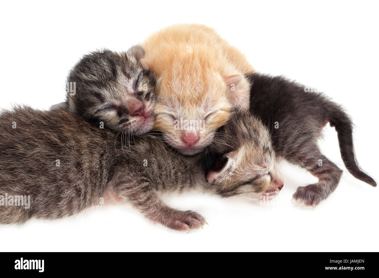 New born baby cats on white background Stock Photo - Alamy