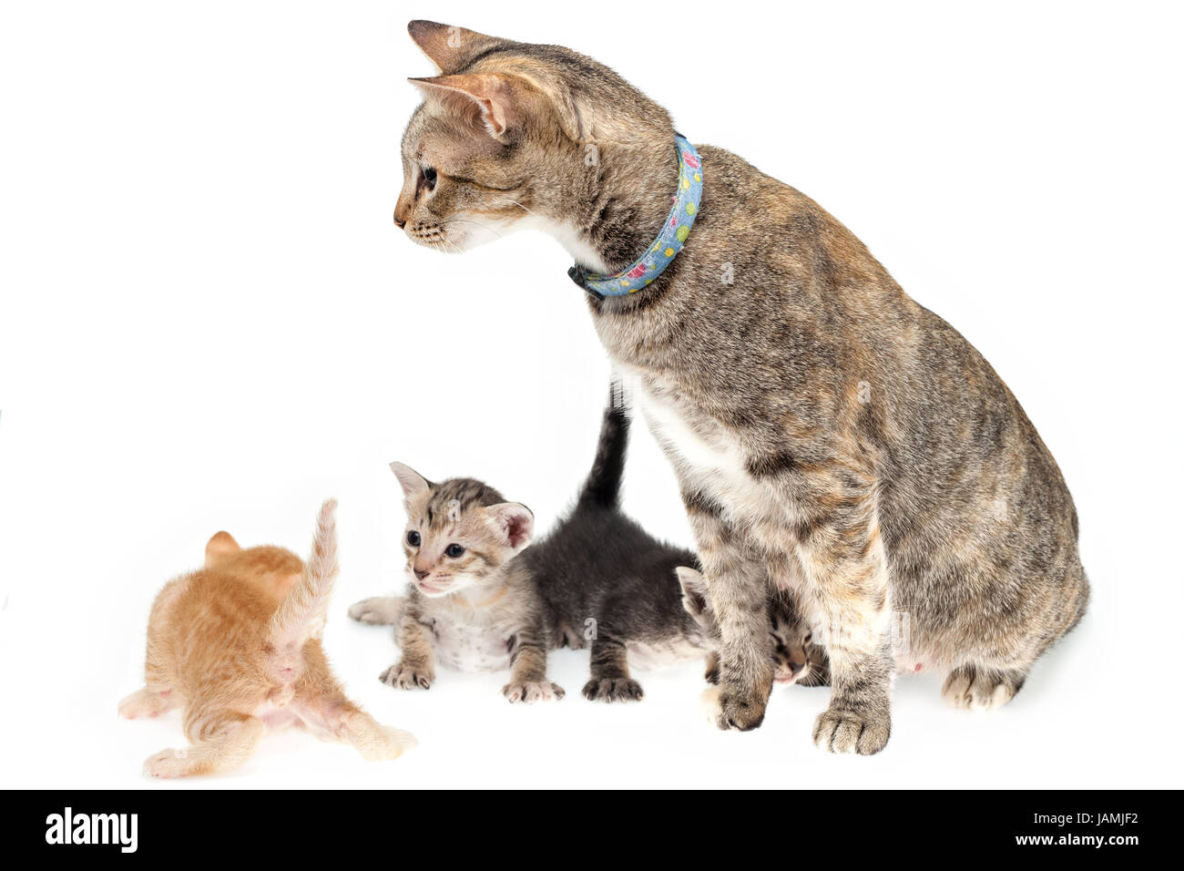 Mother cat and kittens on white background Stock Photo - Alamy