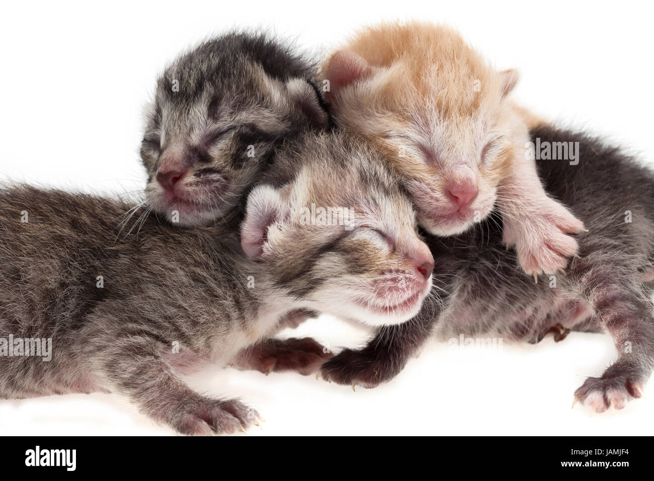 New born kitten isolated on white background Stock Photo - Alamy