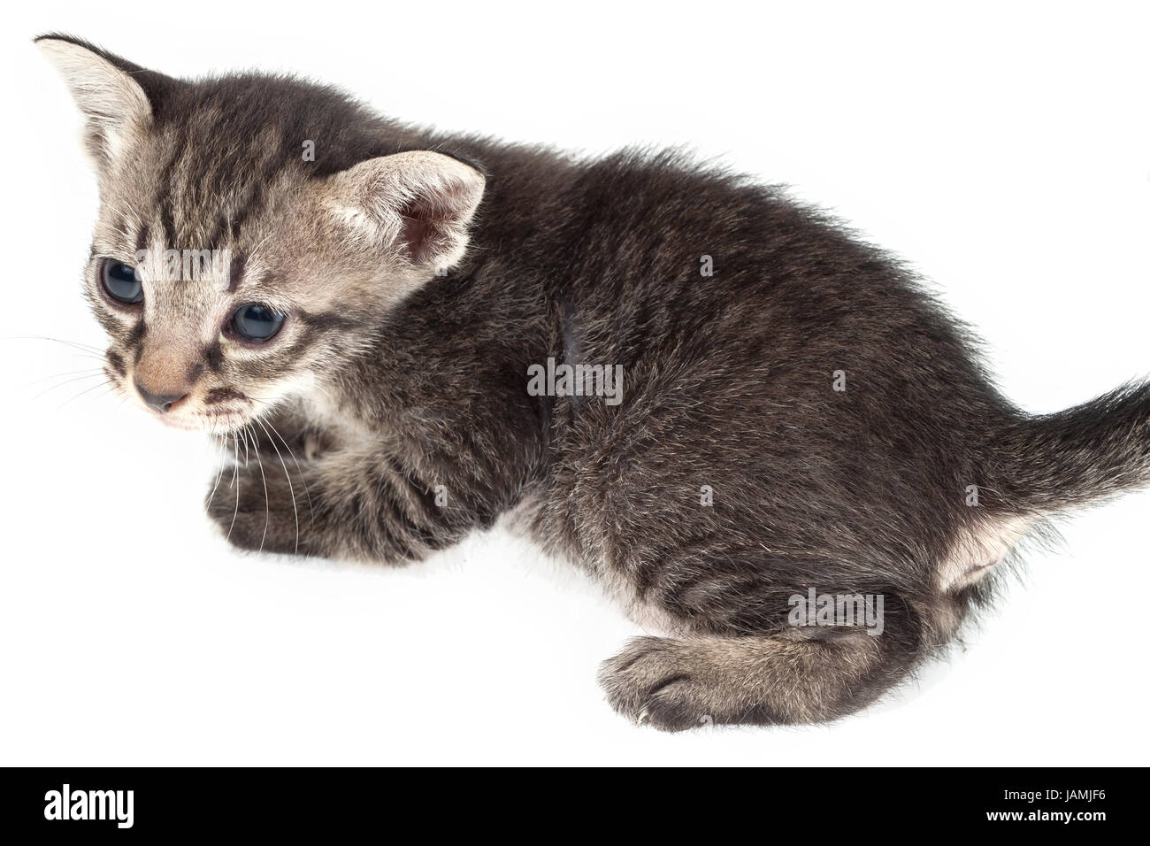 Cute grey kitten on white background Stock Photo - Alamy