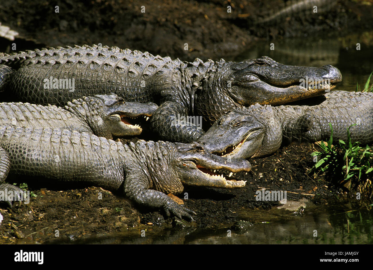 Bar crocodile,Crocodylus porosus),saltwater crocodile or Saltie ...