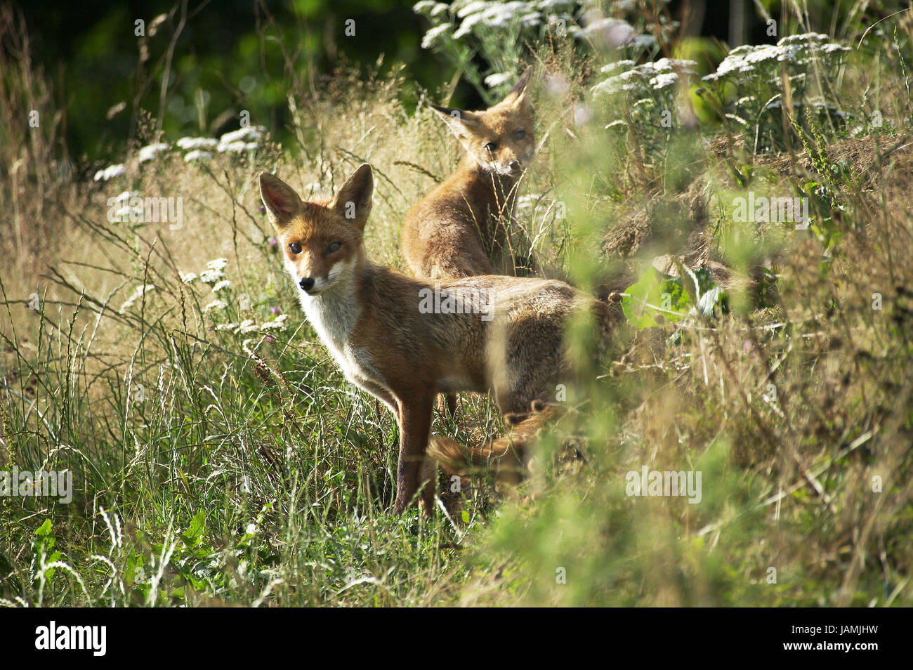 Red fox,Vulpes vulpes,females,young animal,Normandy Stock Photo - Alamy