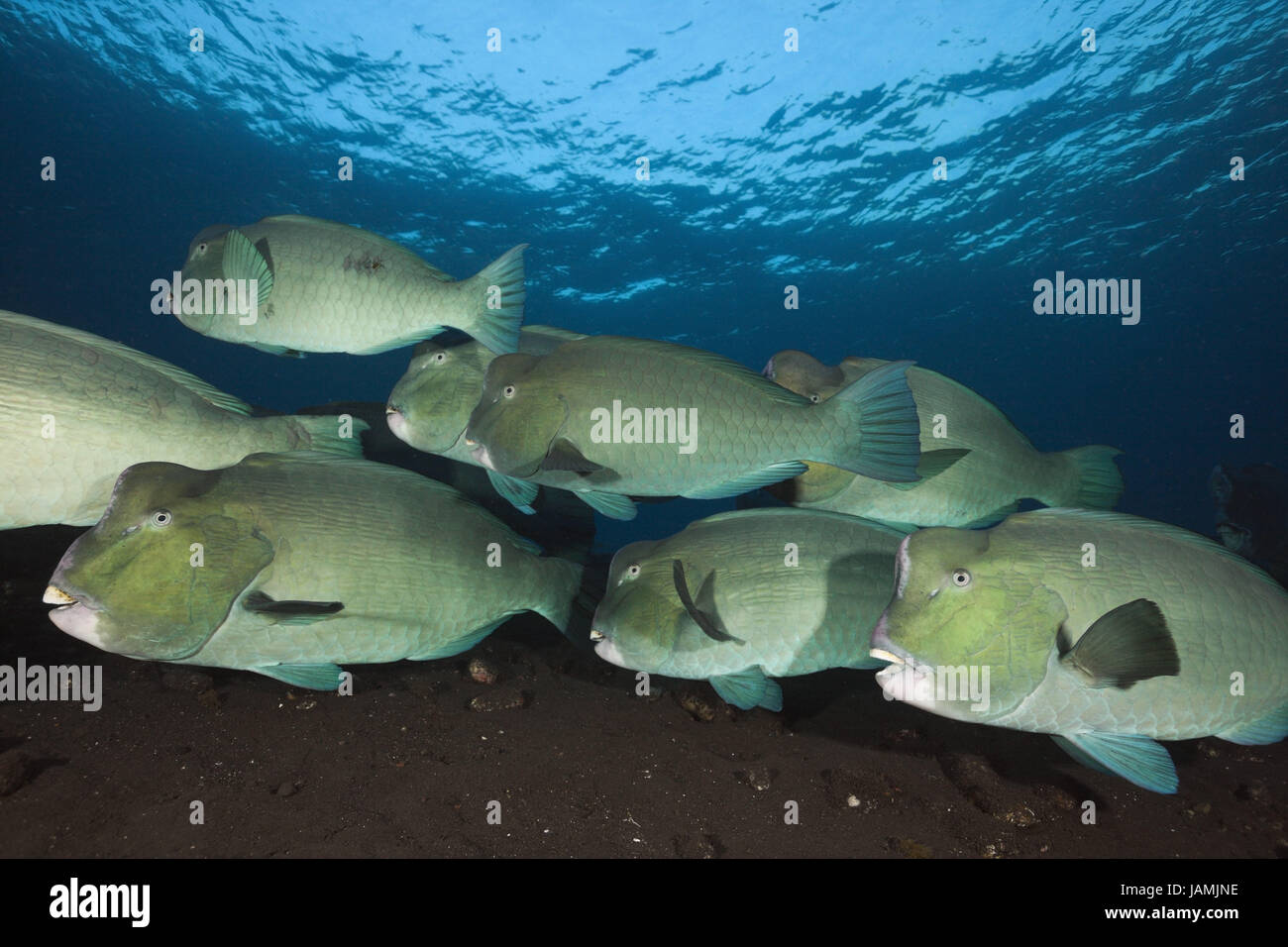 Group of buffalo head parrot fish hi-res stock photography and images ...