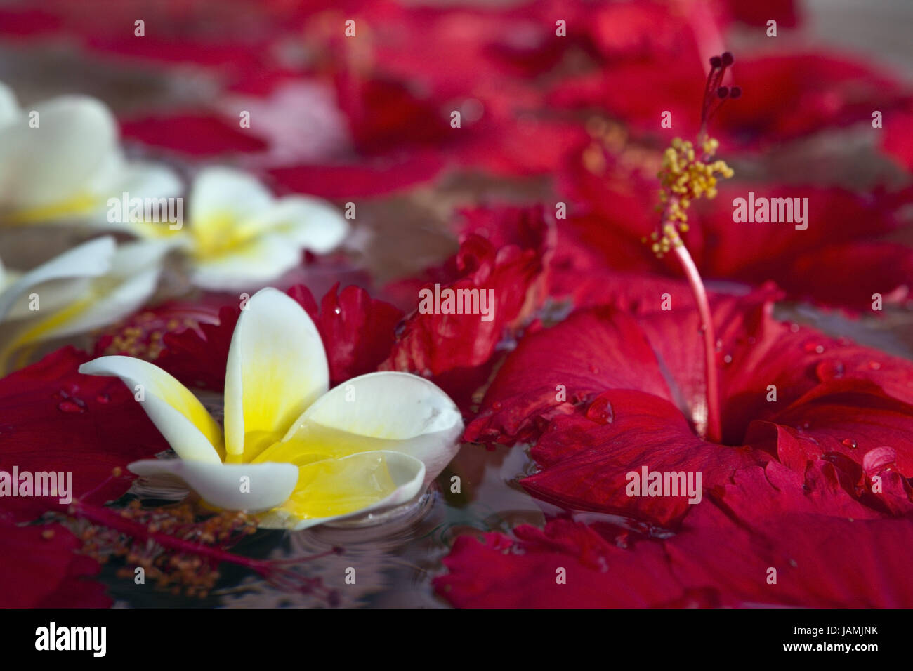Bali flowers plumeria flowers bali hi-res stock photography and images ...