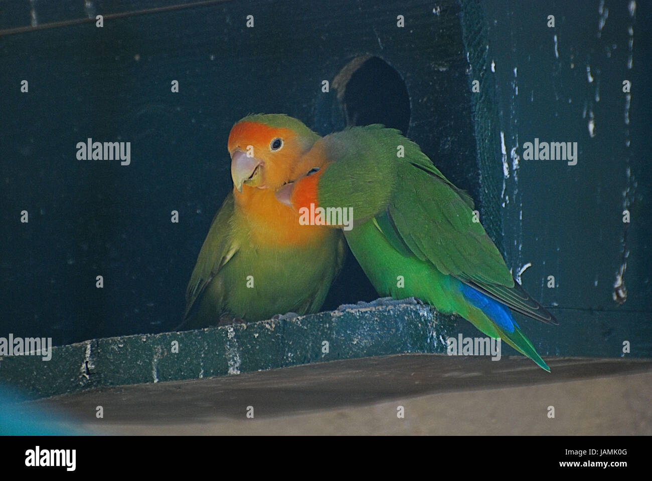 Parrots are inseparable hi-res stock photography and images - Alamy