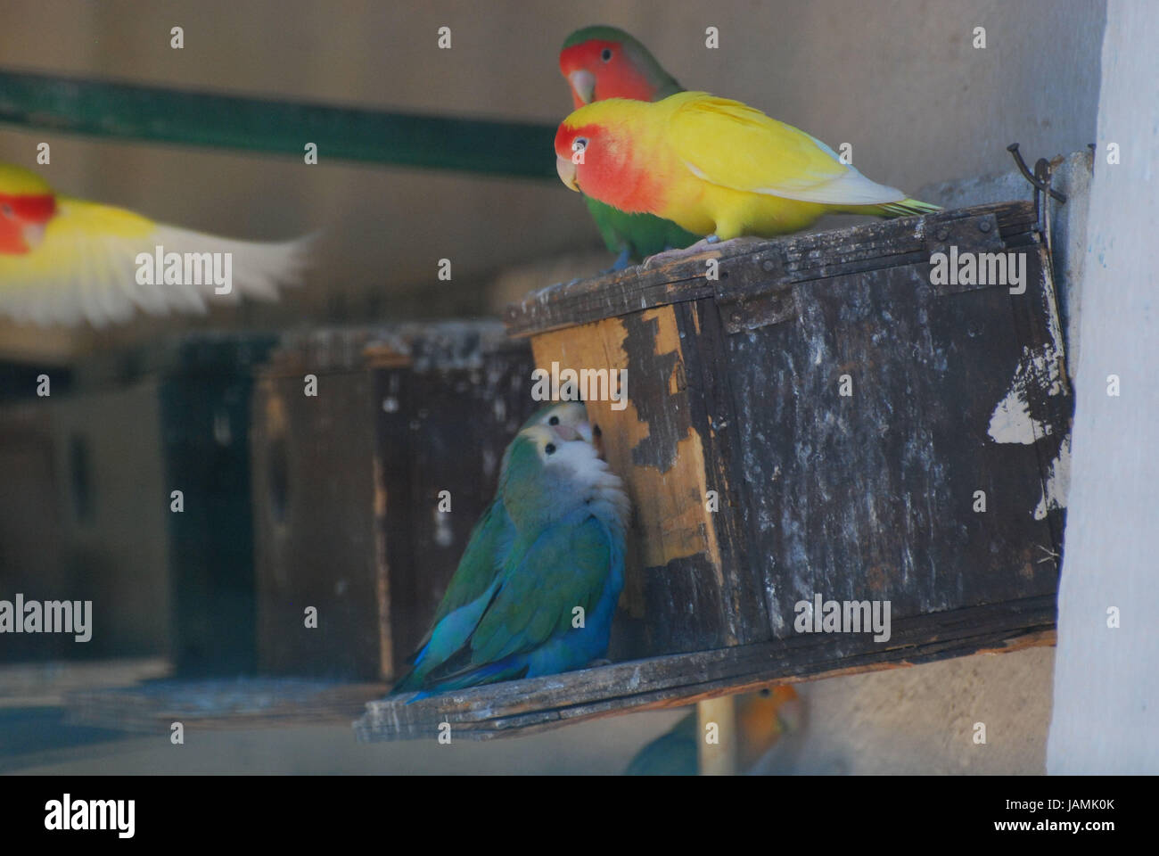 Parrots are inseparable hi-res stock photography and images - Alamy