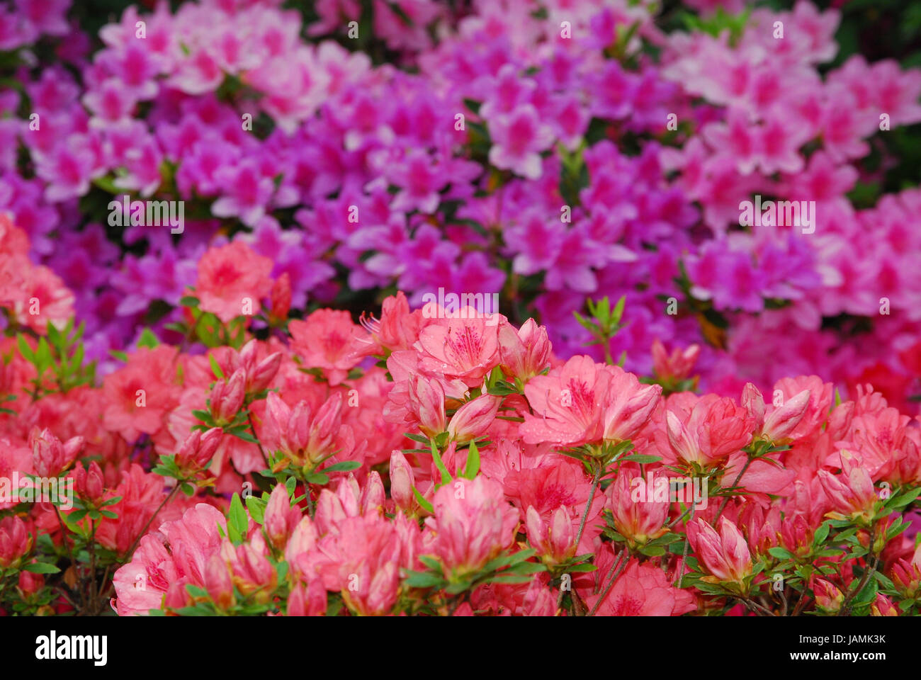 Mauve red hi-res stock photography and images - Alamy