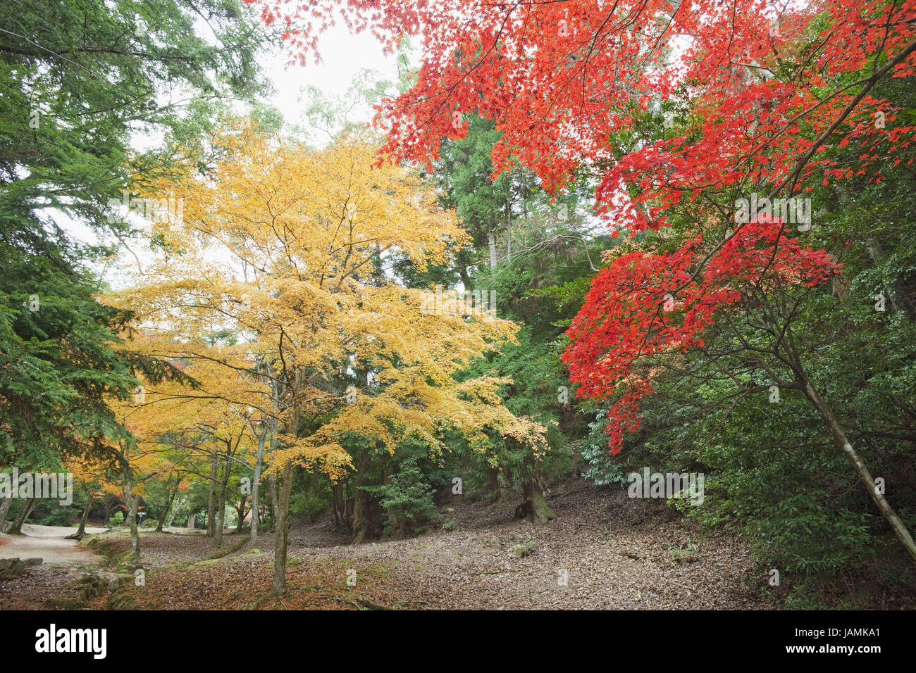 Omoto park hi-res stock photography and images - Alamy