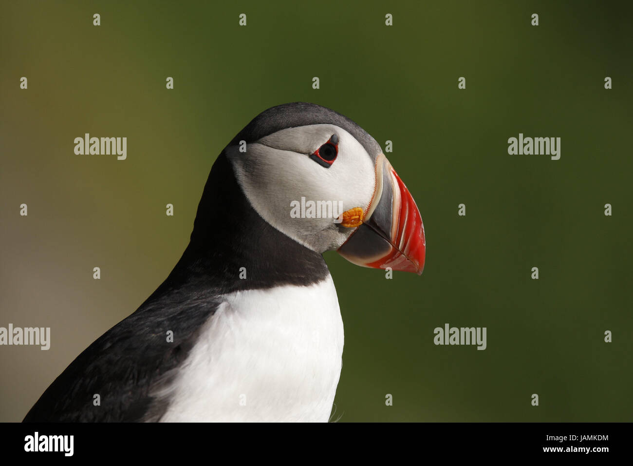 Parrot diver,portrait,at the side,Vogel's kind,bird,parrot diver,parrot ...