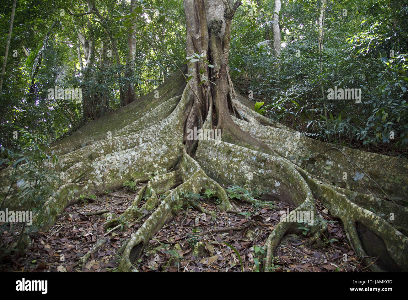 Rainforest tree roots belize hi-res stock photography and images - Alamy