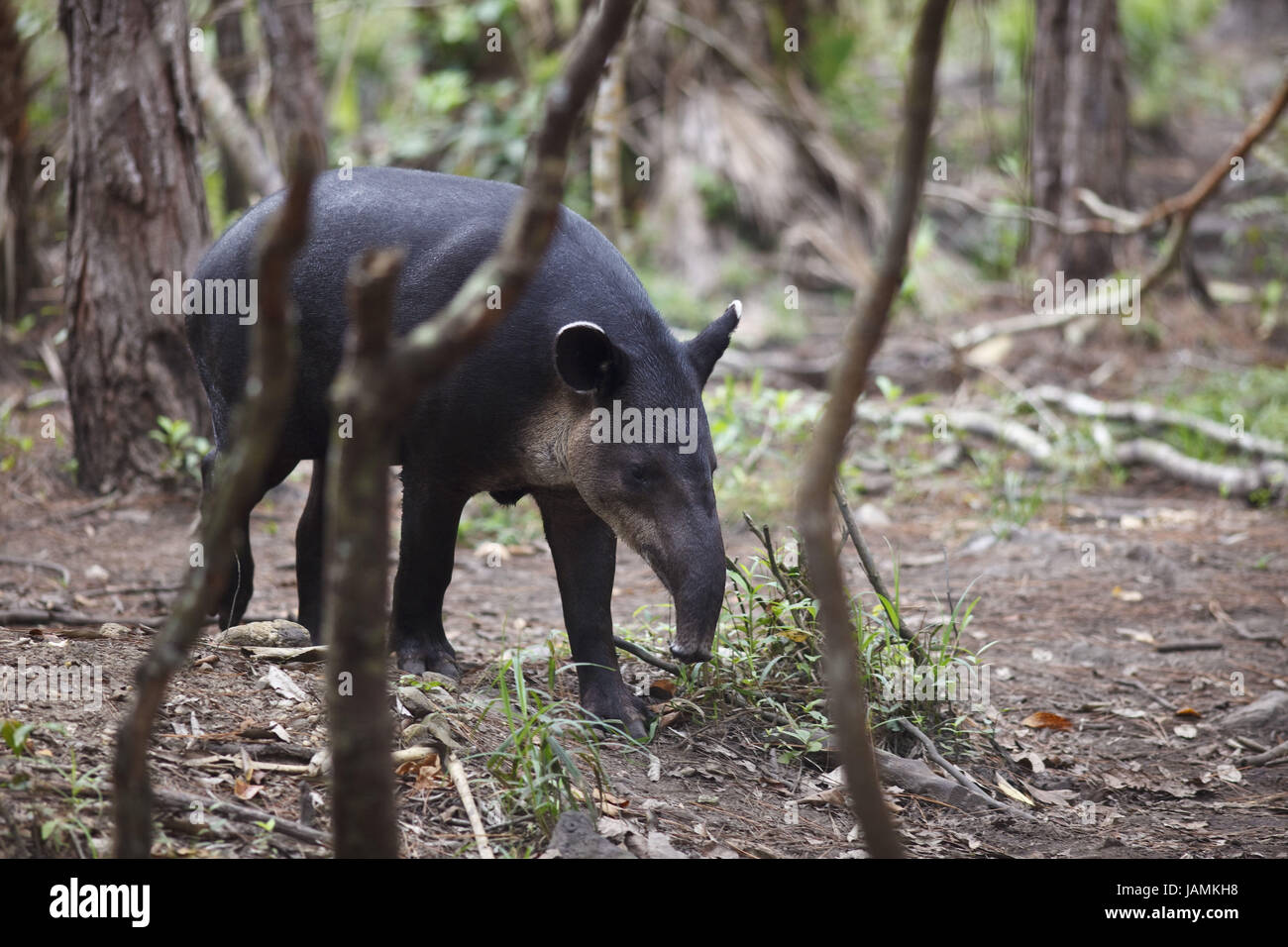 Belize tapir hi-res stock photography and images - Alamy