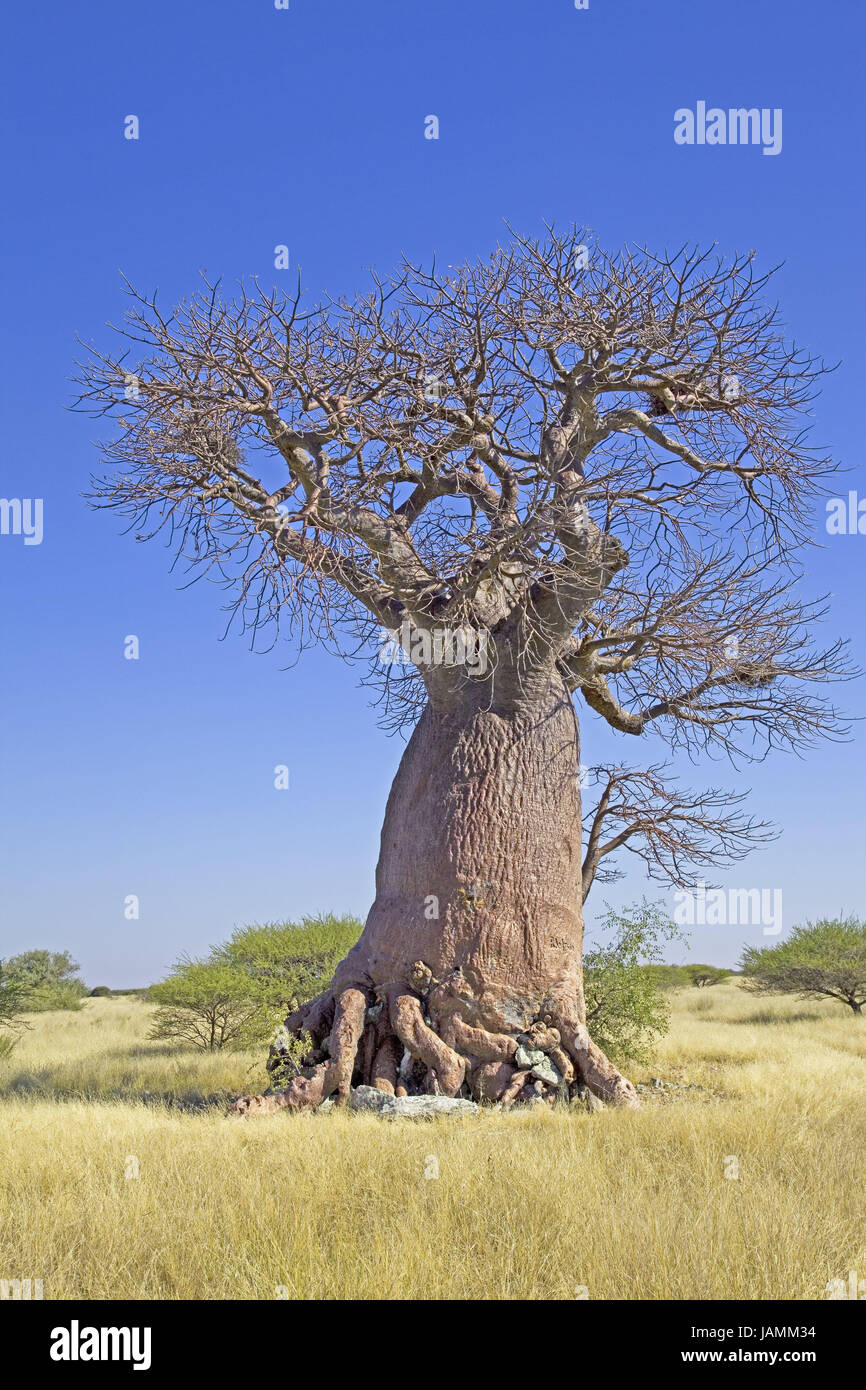 Africa,Botswana,baobab,sky,blue,tree,largely,grass level,Adansonia ...