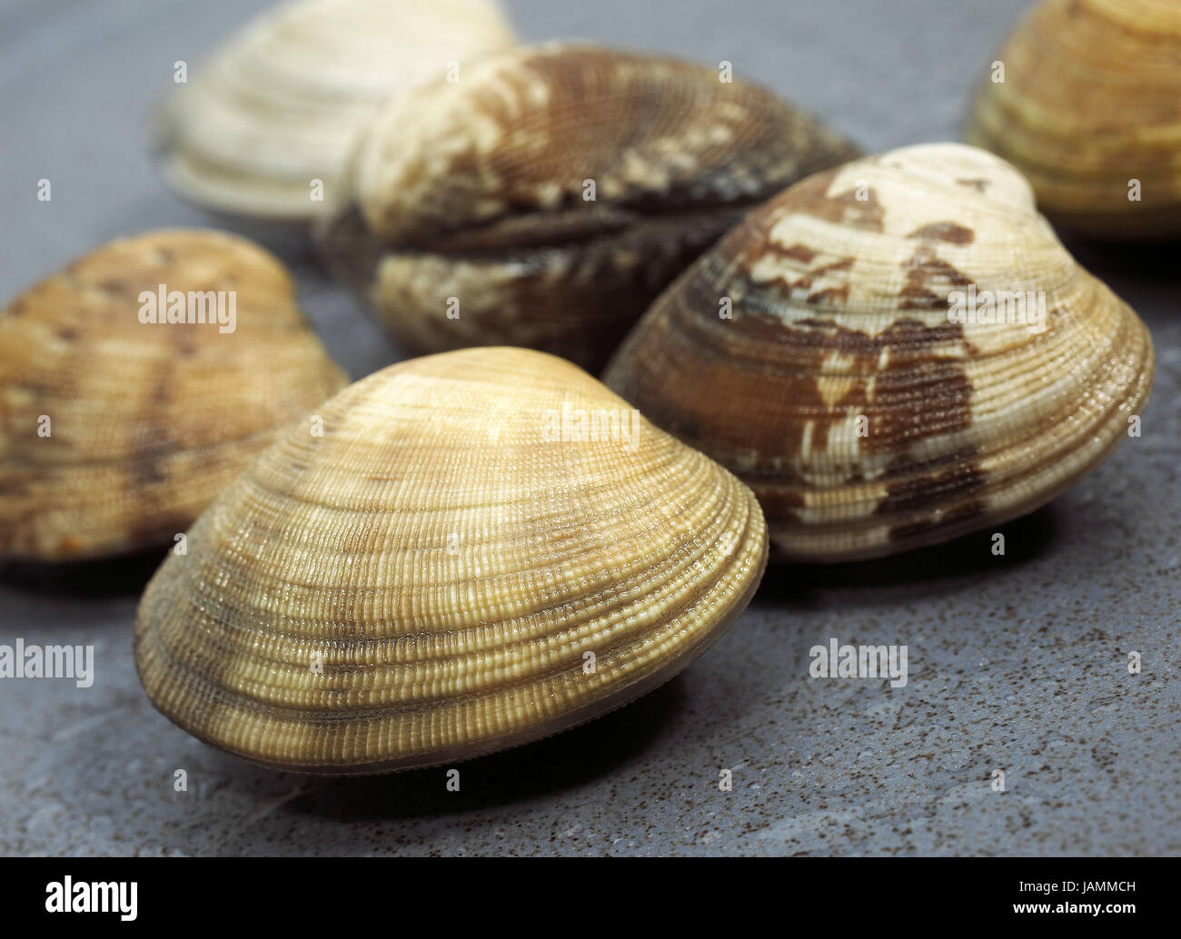 Venus's shells,venerupis sp.,white background Stock Photo - Alamy