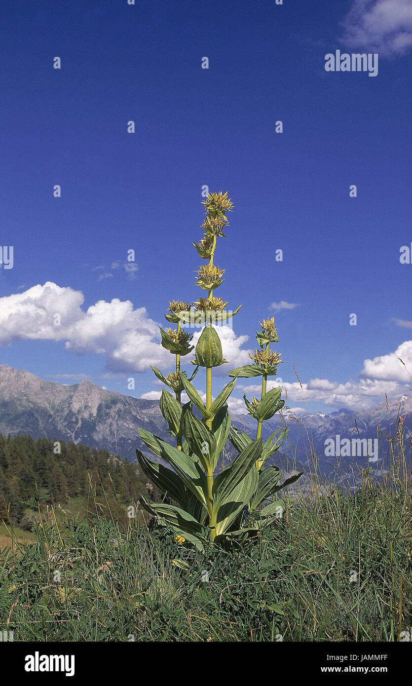 Yellow gentian,Gentiana lutea,mountain,French alps Stock Photo - Alamy