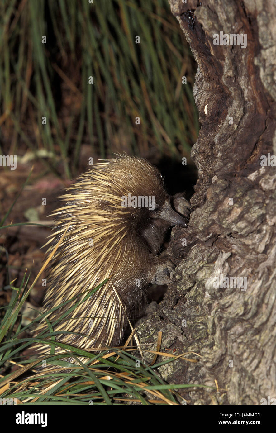 Short beak ant hedgehog hi-res stock photography and images - Alamy