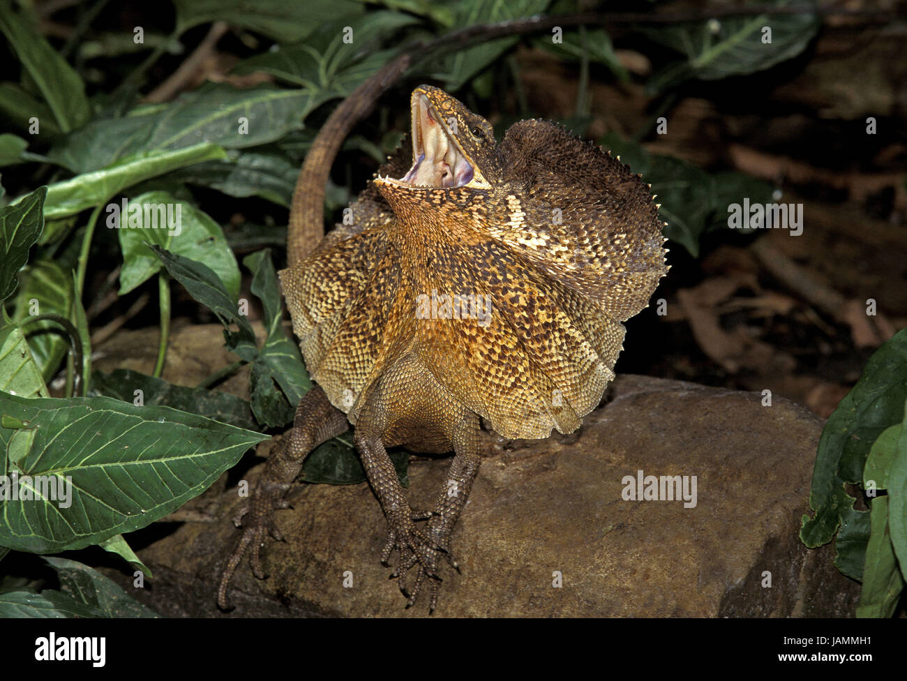 Collar saurian,Chlamydosaurus kingii,picked ruffle,open mouth,defensive ...