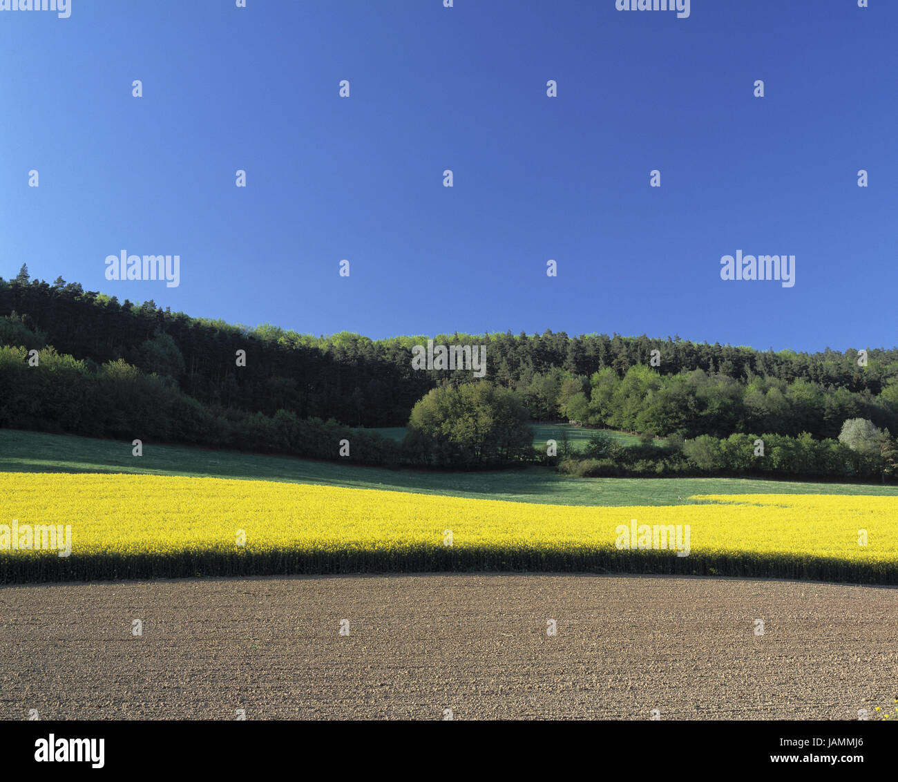 Germany,Hessen,braces mountain,spring scenery,rape field,yellow,spring ...