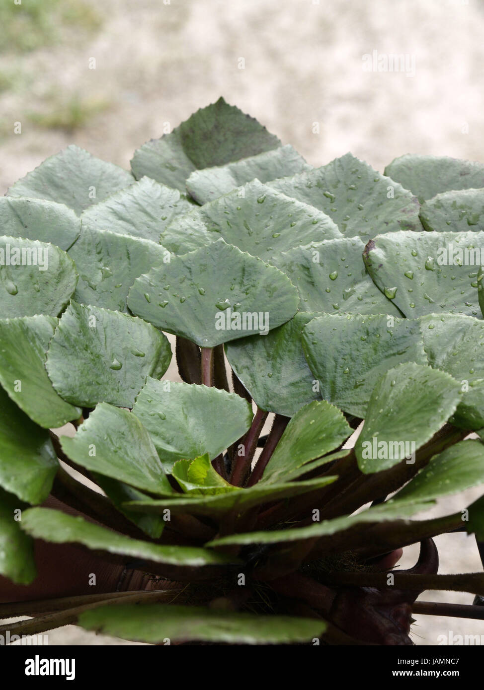 Horned water chestnut hi-res stock photography and images - Alamy