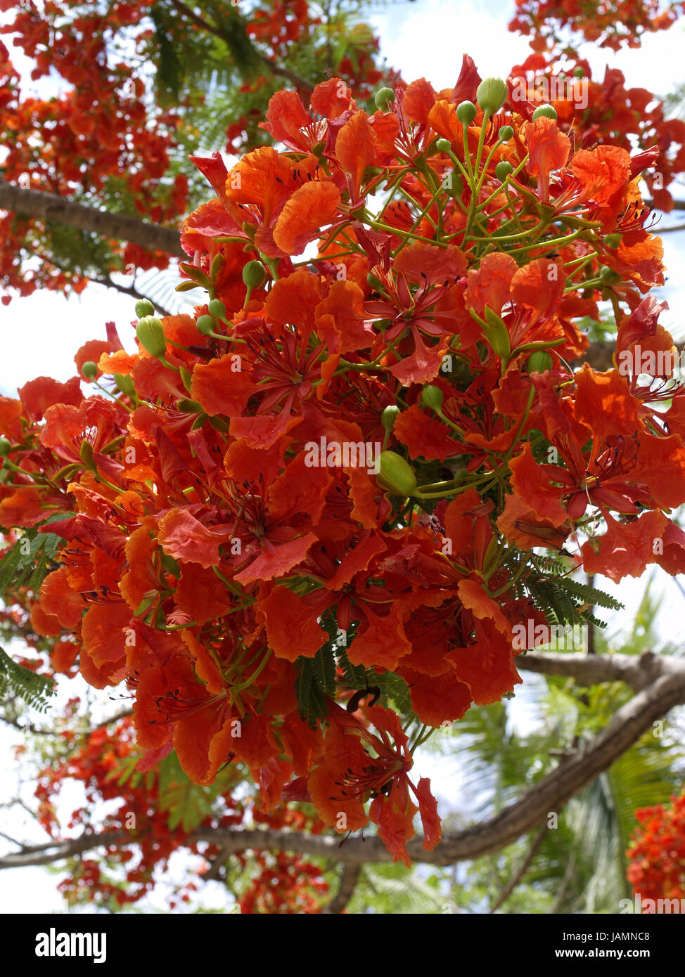Red flame tree hi-res stock photography and images - Alamy