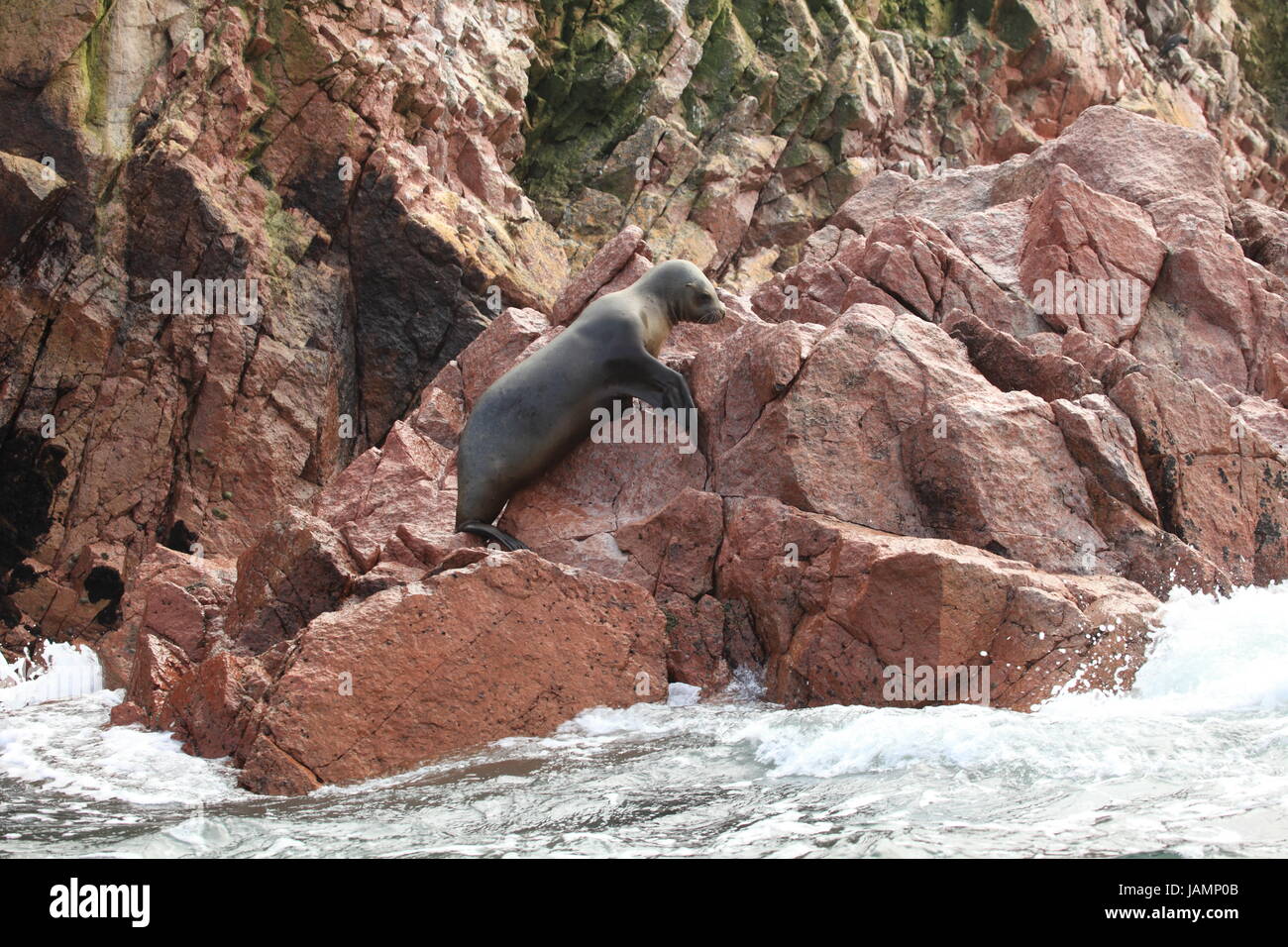 Sea hounds hi-res stock photography and images - Alamy