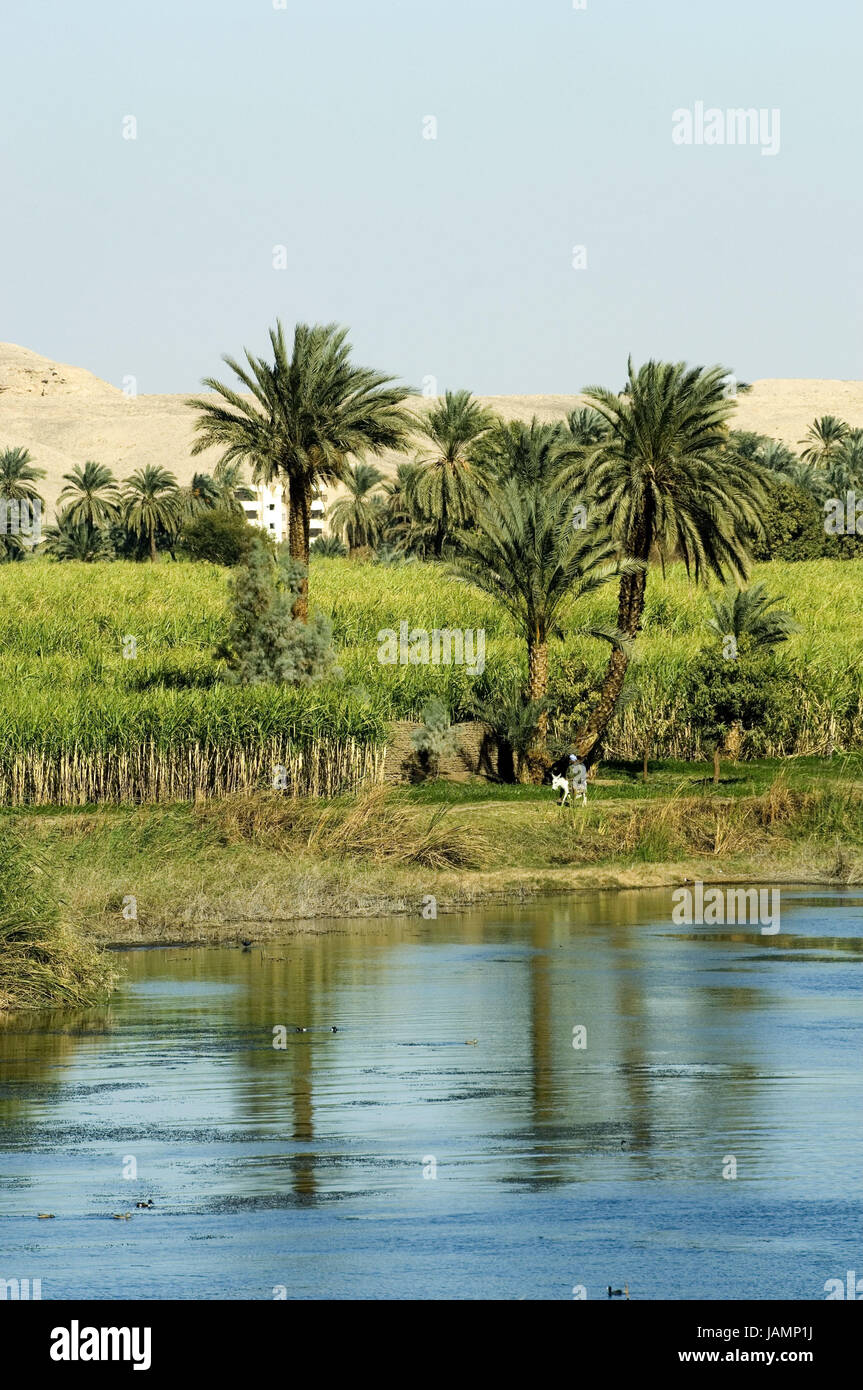 Egypt,Nile valley,the Nile,riverside,men,donkeys,field,scenery Stock ...