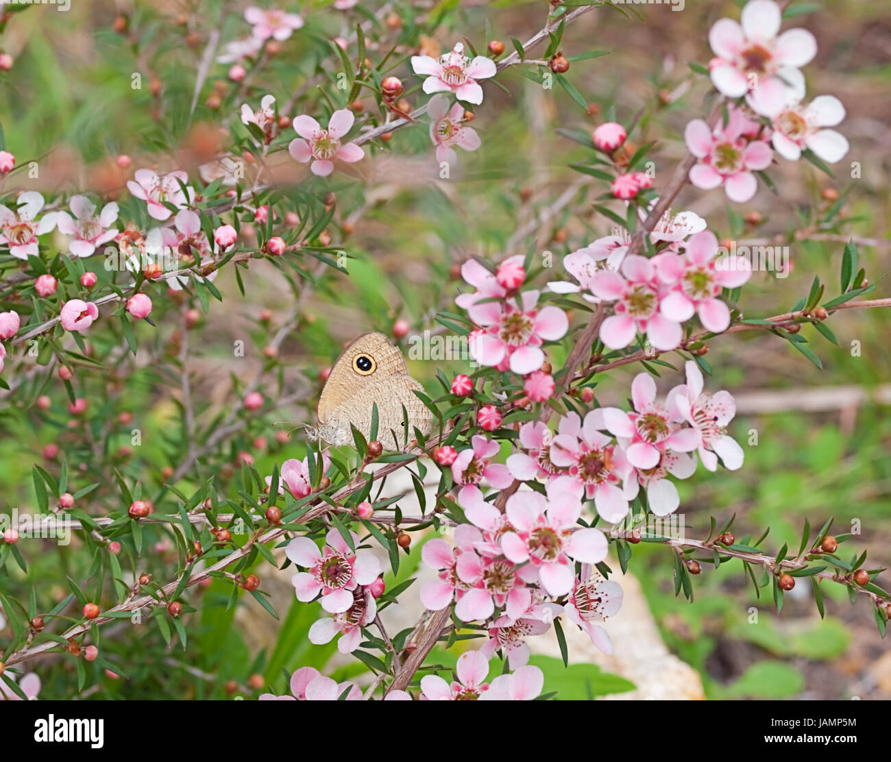 Bushland Setting High Resolution Stock Photography and Images - Alamy