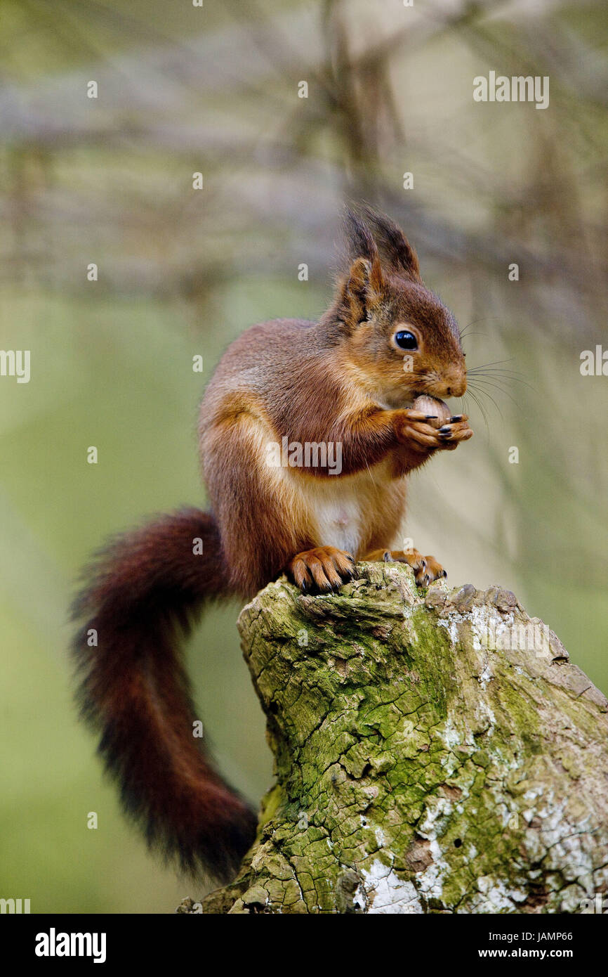 Red squirrels of france hi-res stock photography and images - Alamy