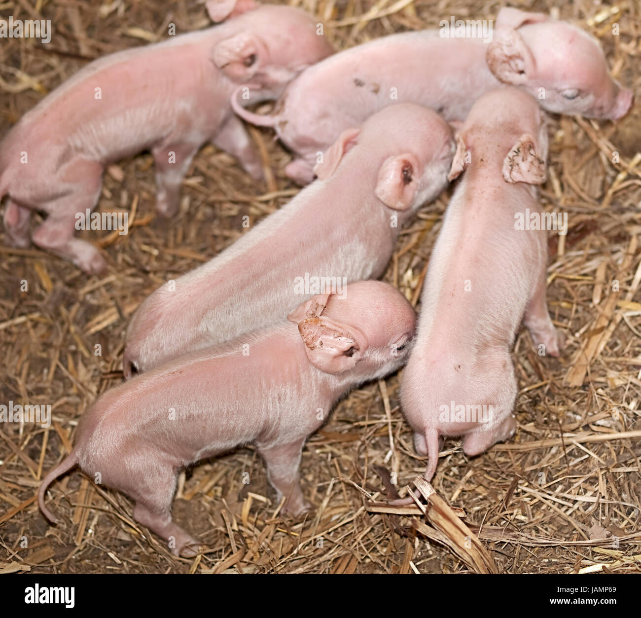 Newborn Pigs