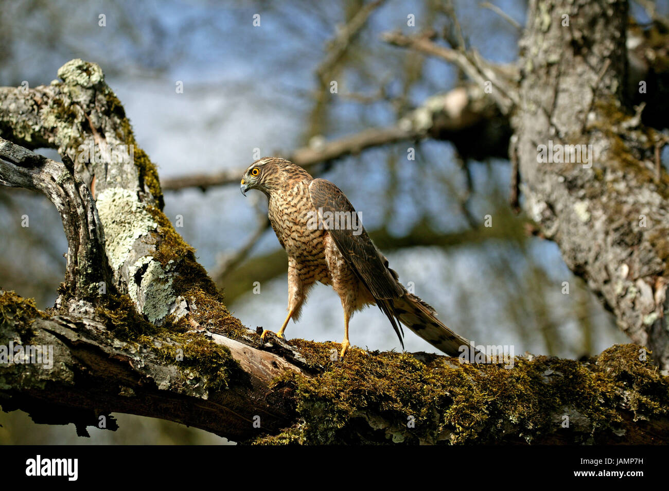 Sparrow hawk tree hi-res stock photography and images - Alamy