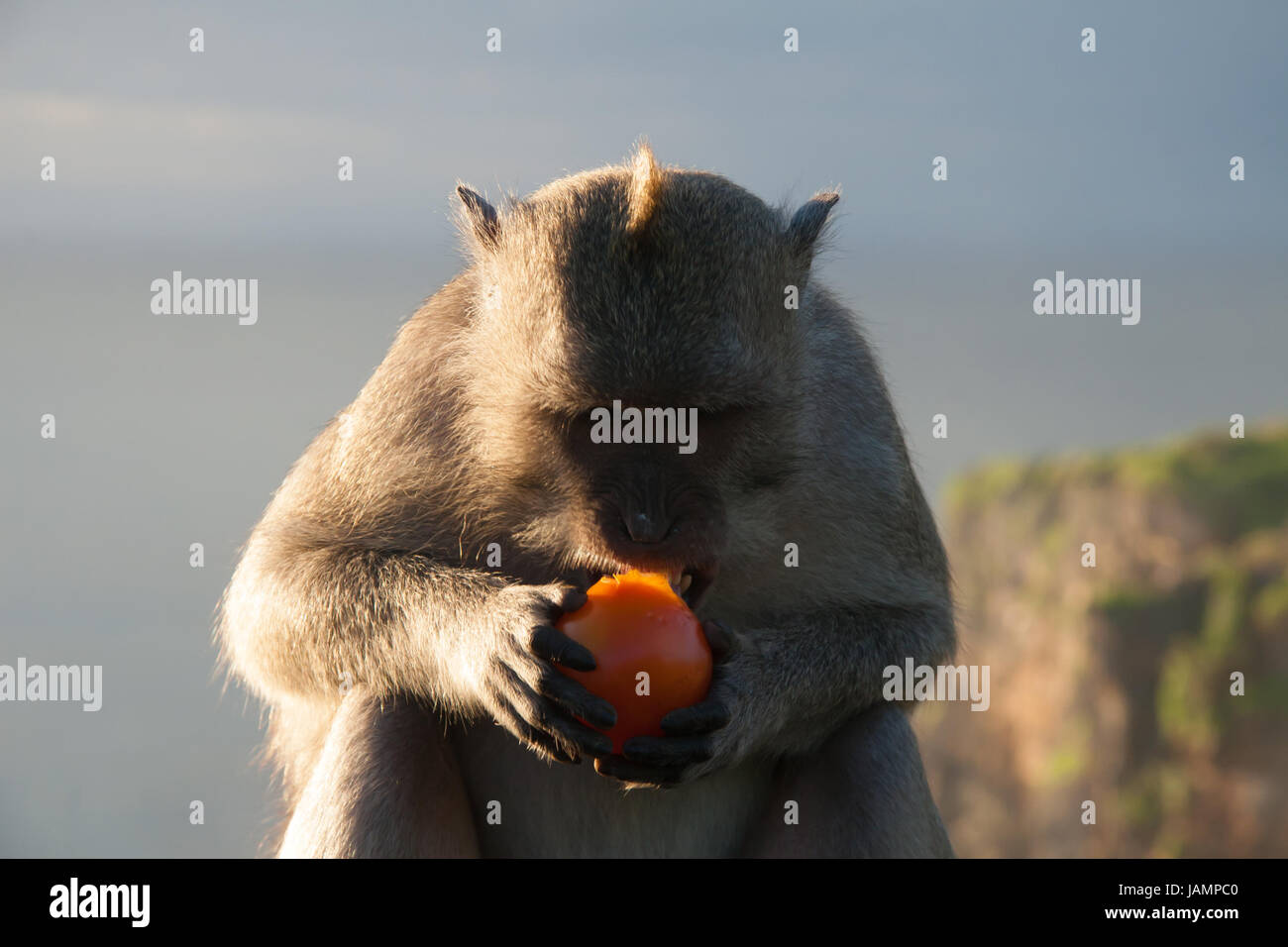 Macaque eating human food hi-res stock photography and images - Alamy