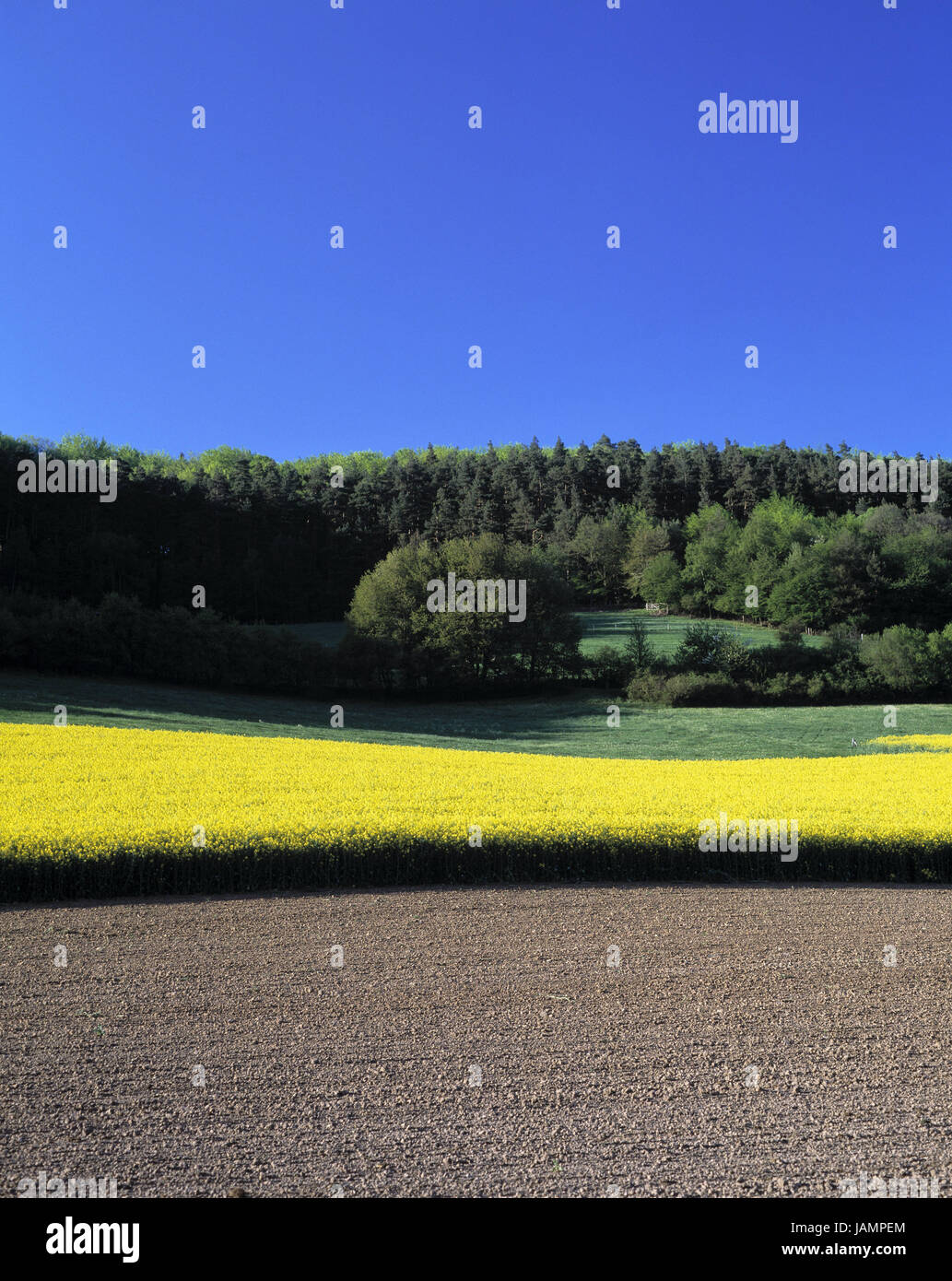 Germany,Hessen,braces mountain,spring scenery,rape field,yellow,spring ...