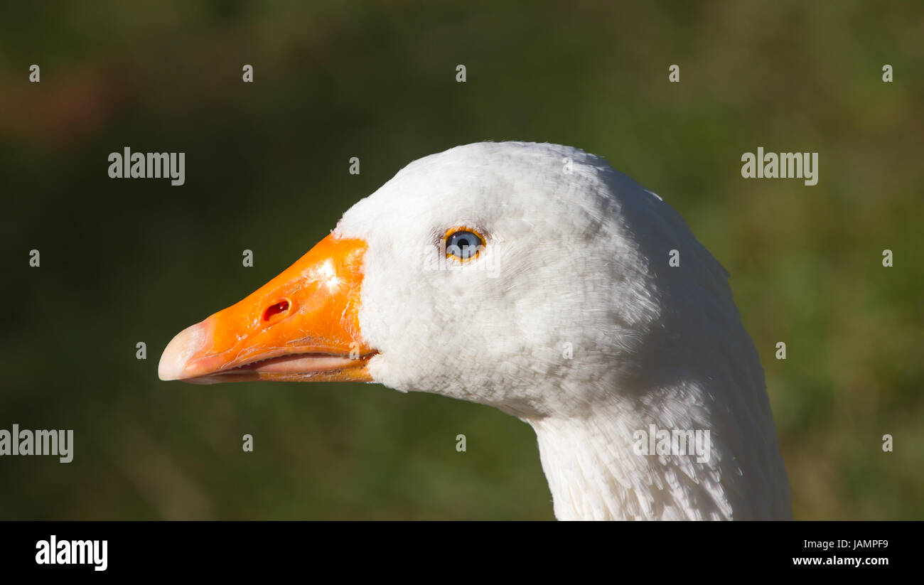 A close picture of a white goose head with a green background Stock ...
