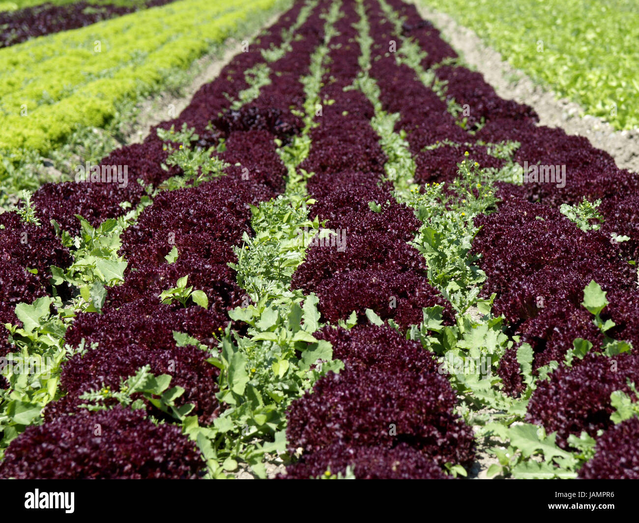 Lollo rosso lettuce growing vegetable garden hi-res stock photography ...