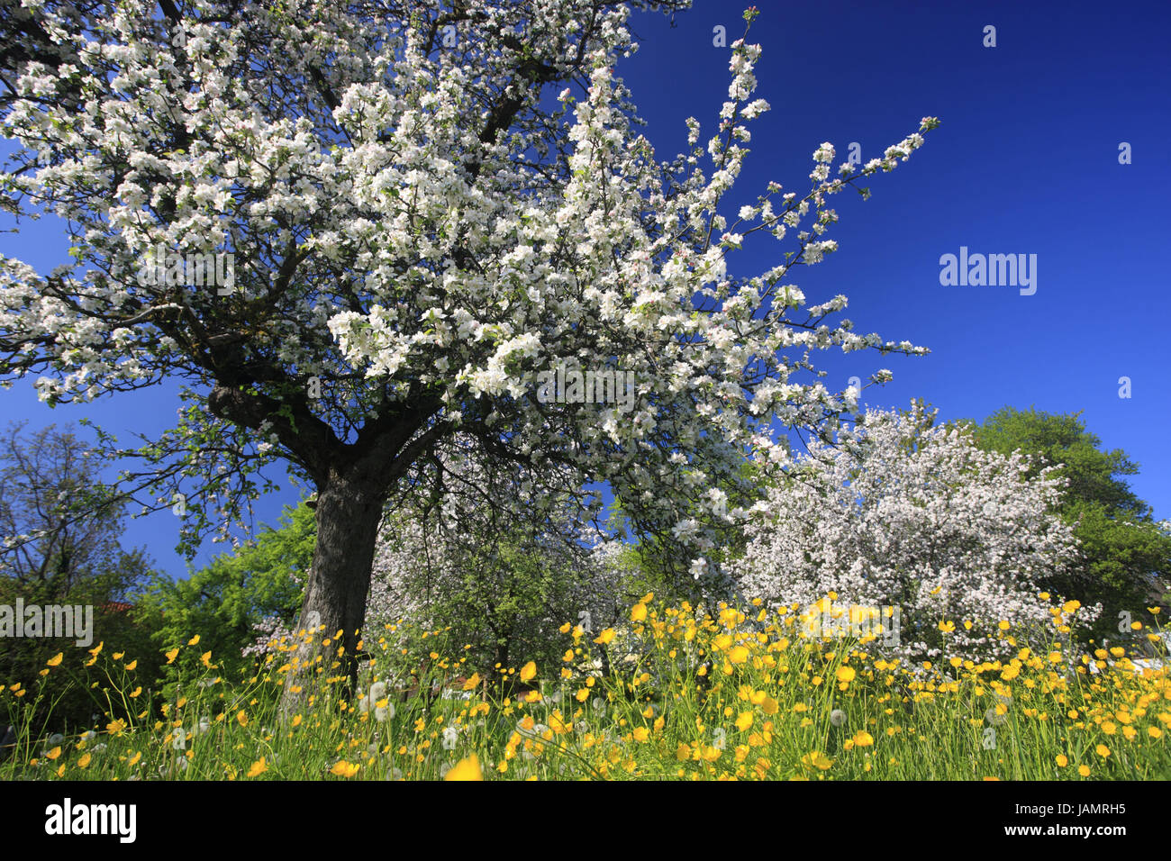 Germany,Bavaria,Upper Bavaria,priest's angle,Murnau,orchards,fruit ...