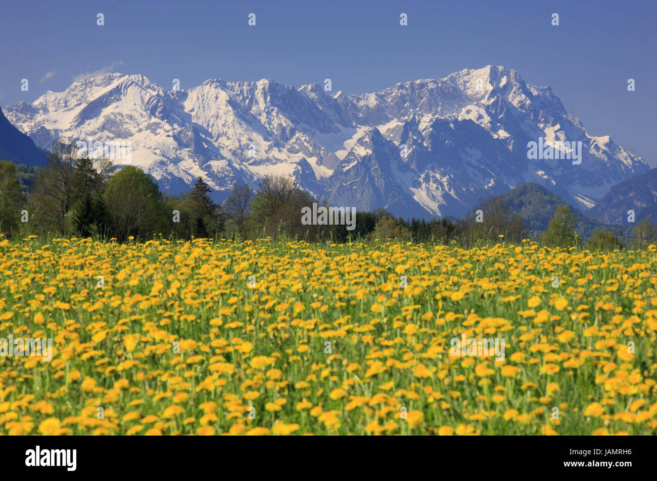 Germany,Bavaria,Upper Bavaria,Werdenfelser Land,Zugspitze,flower meadow ...