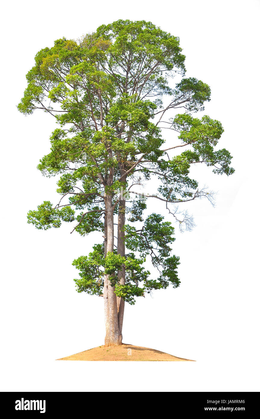 Tree on white background Stock Photo - Alamy