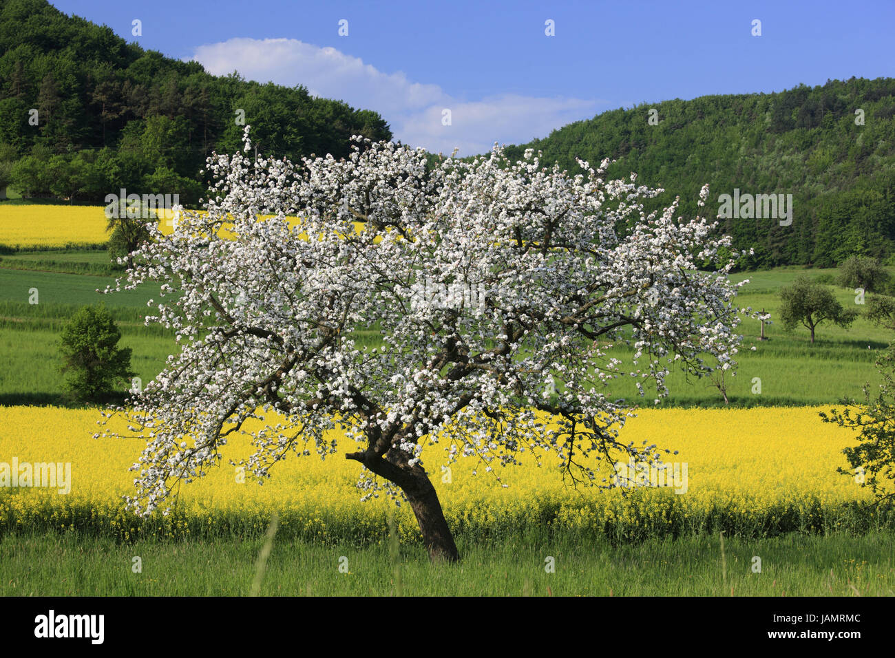 Germany,Bavaria,Franconia,Lower Franconia,rape field,fruit-tree,blossom ...