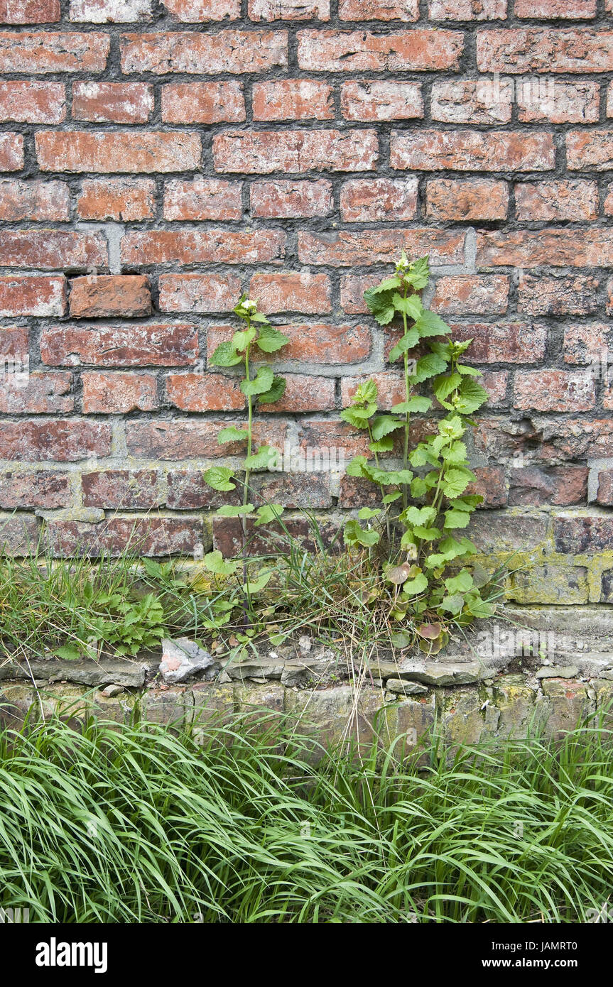 More poorly,red bricks,grass,plants,detail Stock Photo - Alamy