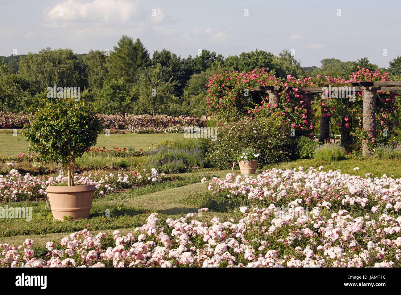 Germany,Hessen,Darmstadt,rose height,Rosarium,flowerbeds,town,place of ...
