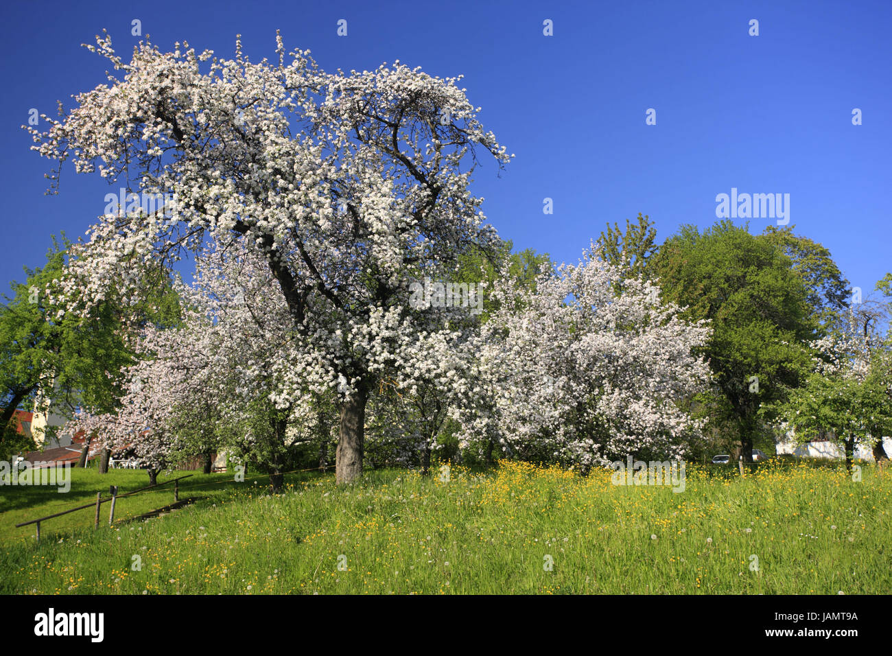 Fruit blossom period hi-res stock photography and images - Alamy