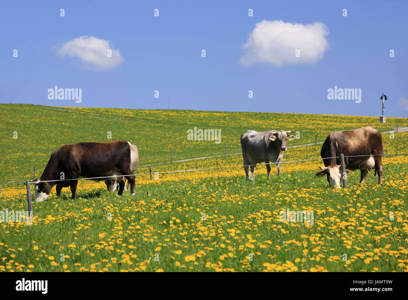Germany,Bavaria,Allgäu,east Allgäu,king's angle,cows,pasture,cow's ...