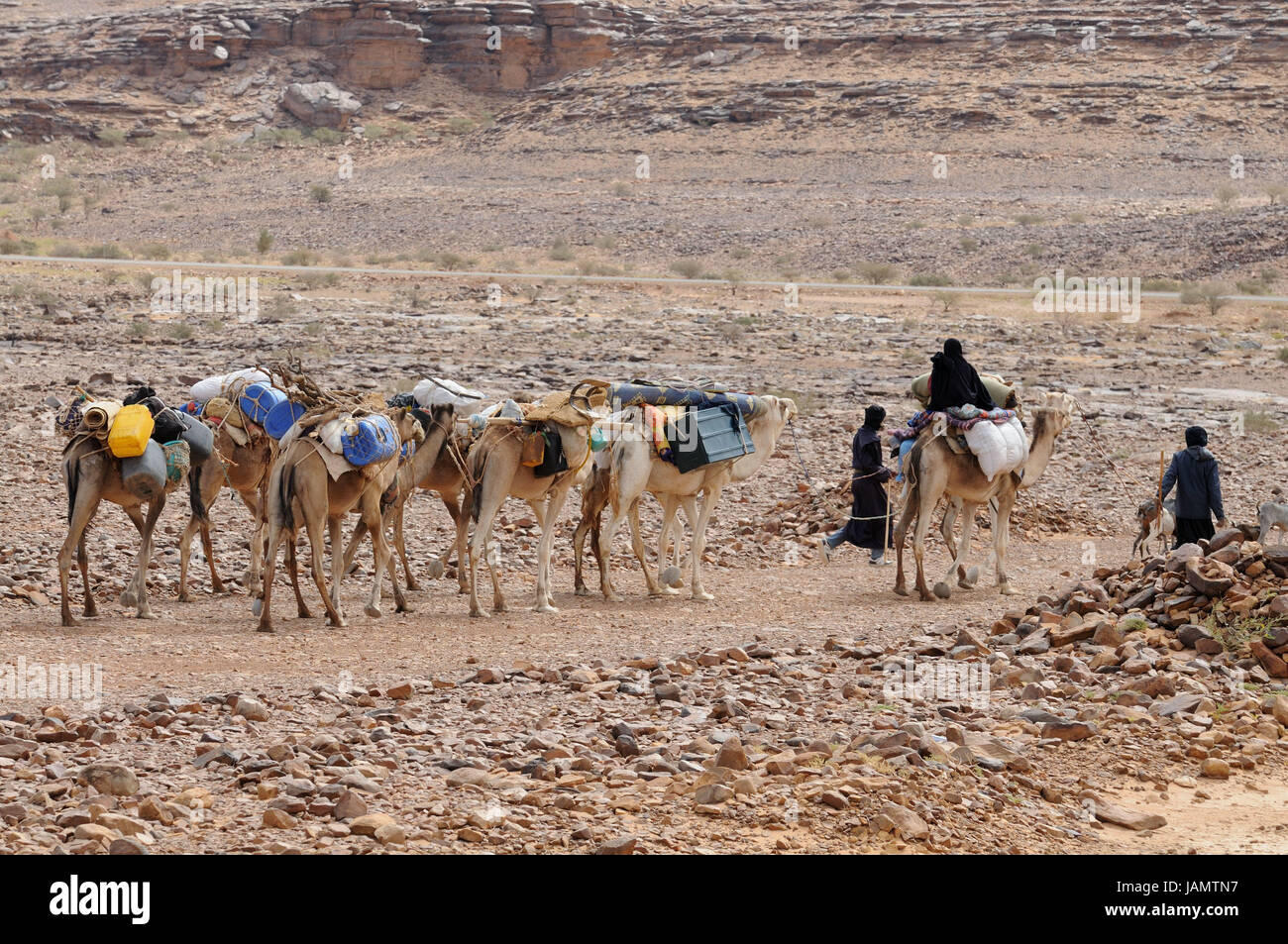 Mauritania,Adrar,desert,camel caravan,bedouin,back view,West Africa ...