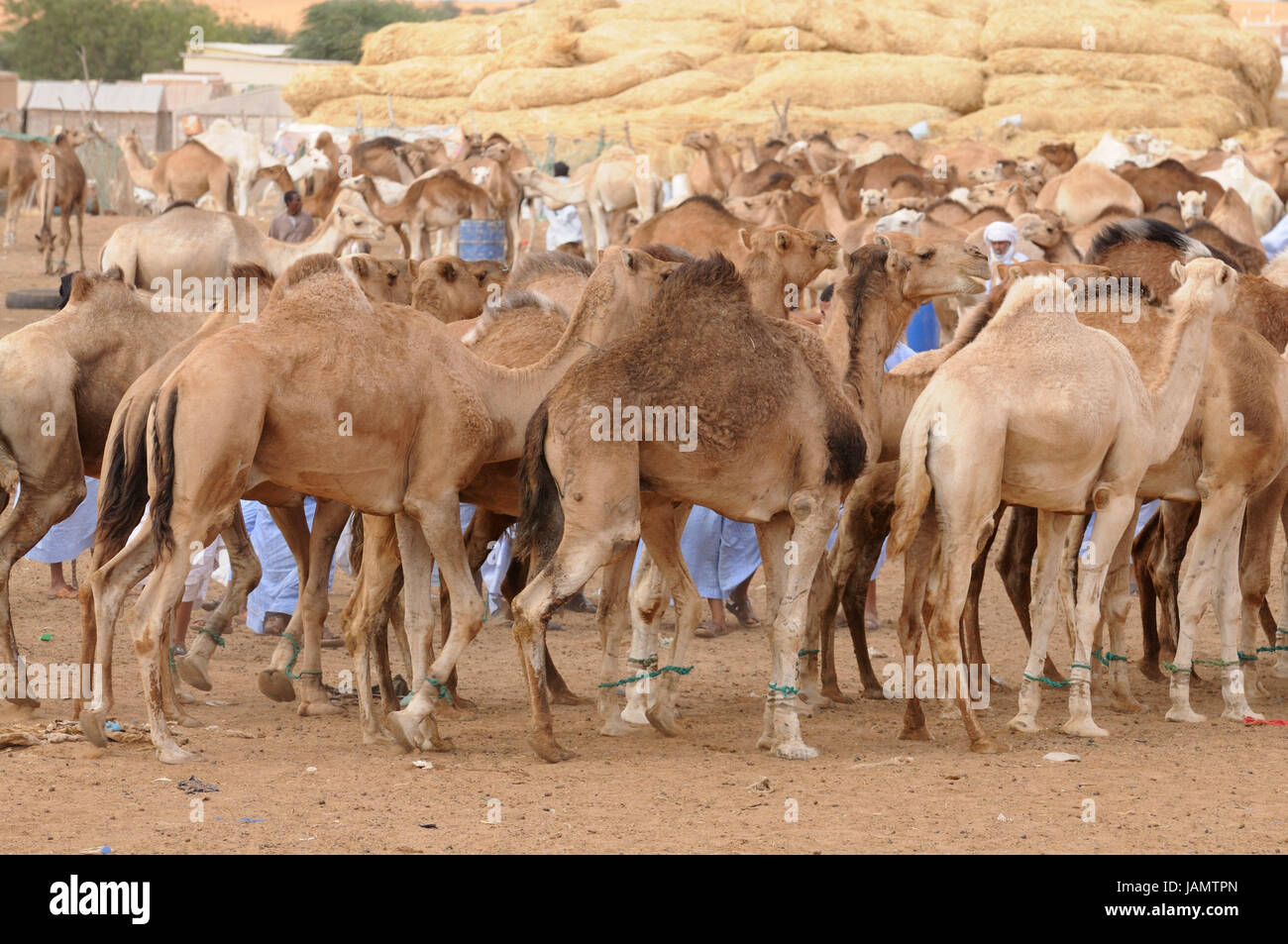 Camel focuses hi-res stock photography and images - Alamy