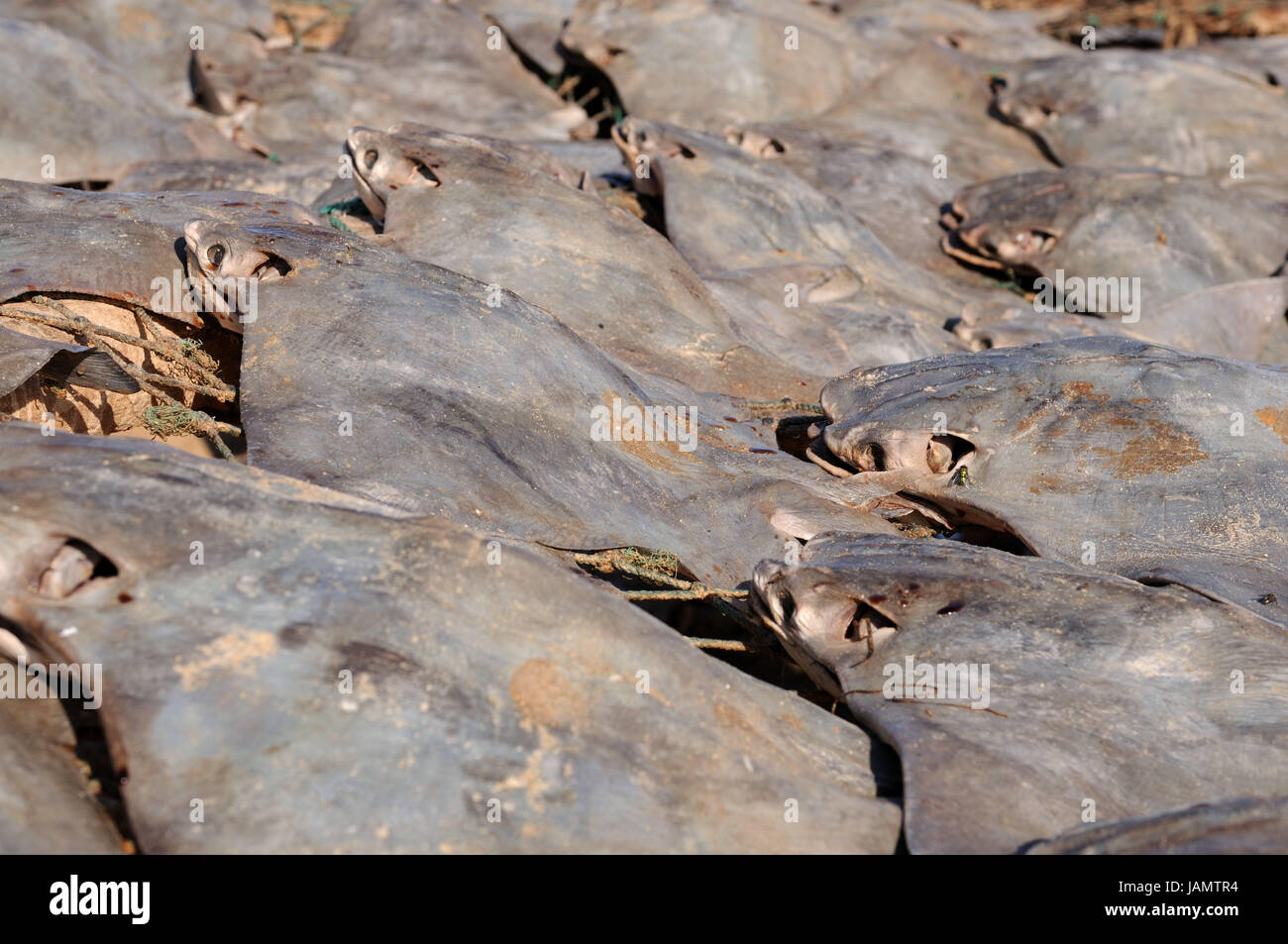 Rays fish hi-res stock photography and images - Alamy