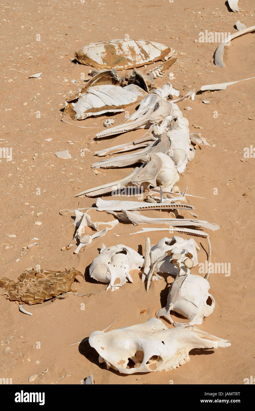 Skeleton of tortoise hi-res stock photography and images - Alamy