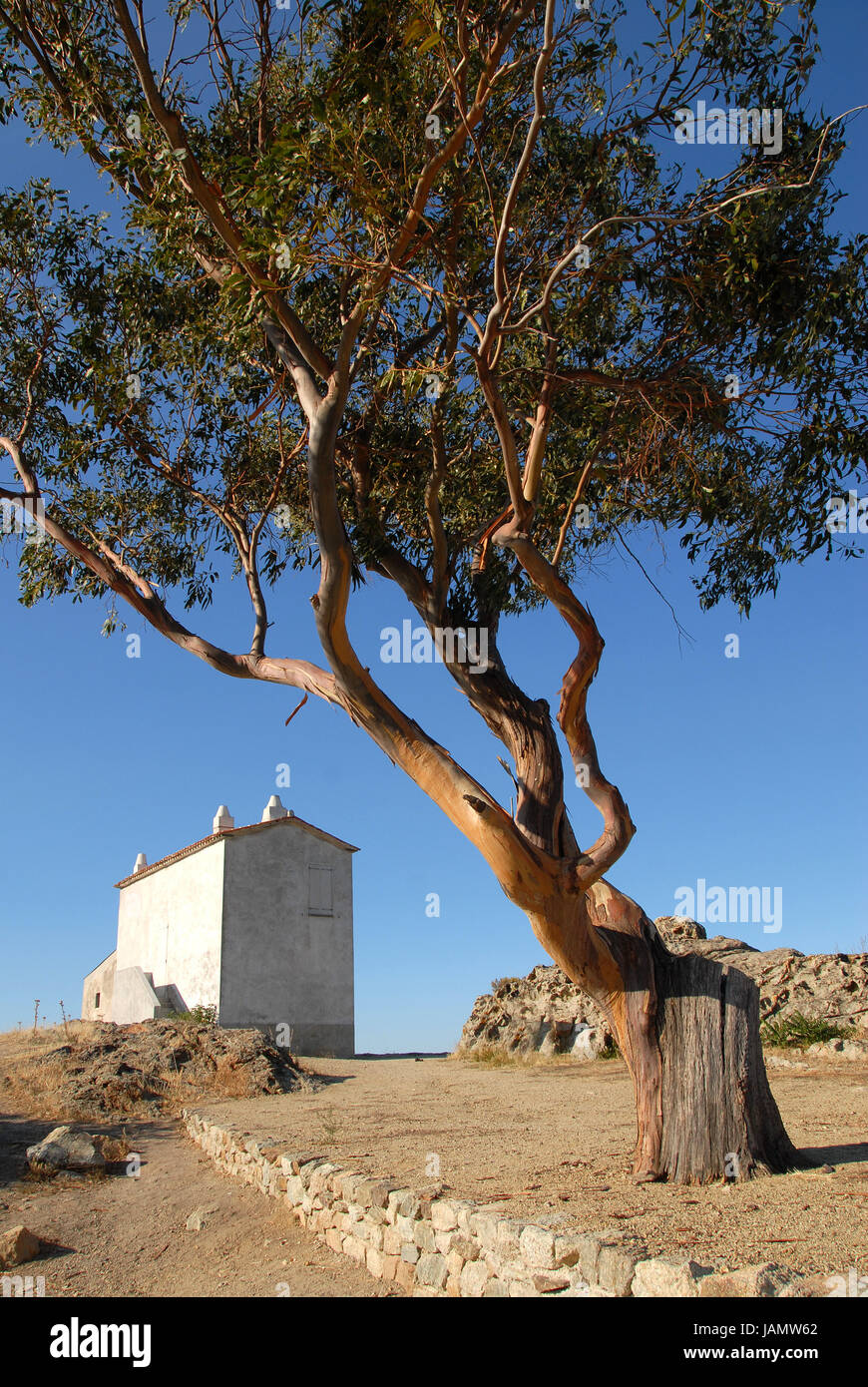 tree in the desert of agriates in corsica Stock Photo - Alamy