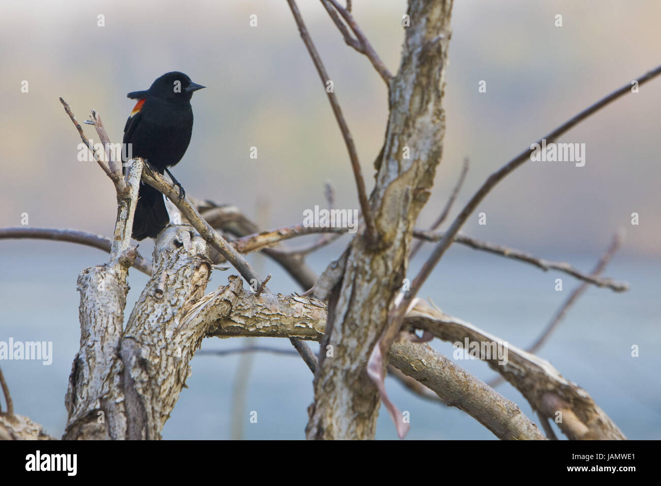 Red wing starling hi-res stock photography and images - Alamy