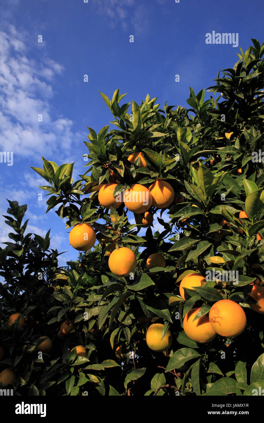 uncooked vegetarian food tree Stock Photo - Alamy