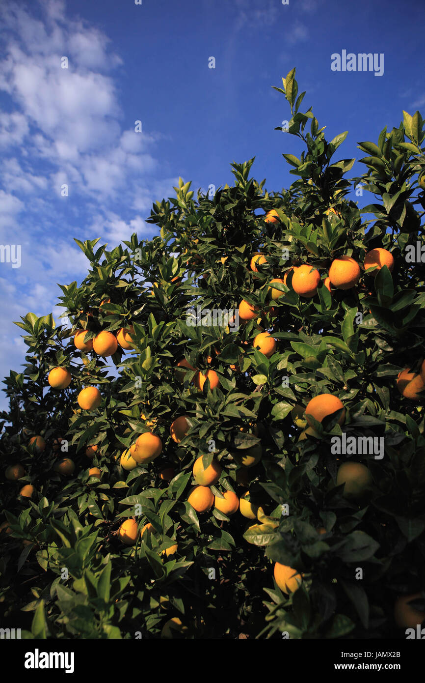 Orange tree fruit immature infantile hi-res stock photography and ...